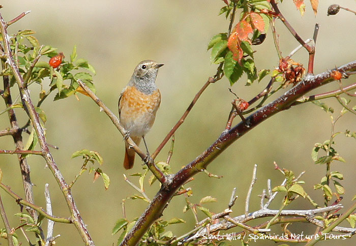 BIRDING IN SPAIN... el blog de Spainbirds : Día de las aves en ...