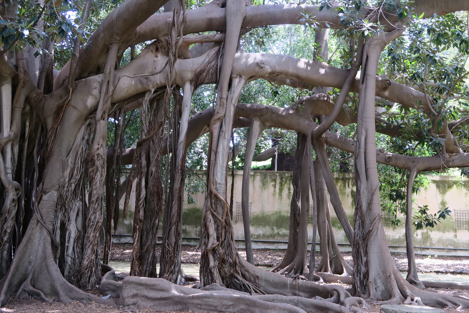Cagliari in Verde: La meraviglia delle radici aeree, siciliane e nostrane!