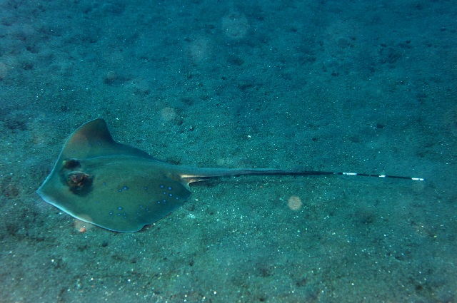 Gambar Ikan Pari dari Jenis Terbaik Beserta Nama Latin dan Inggrisnya