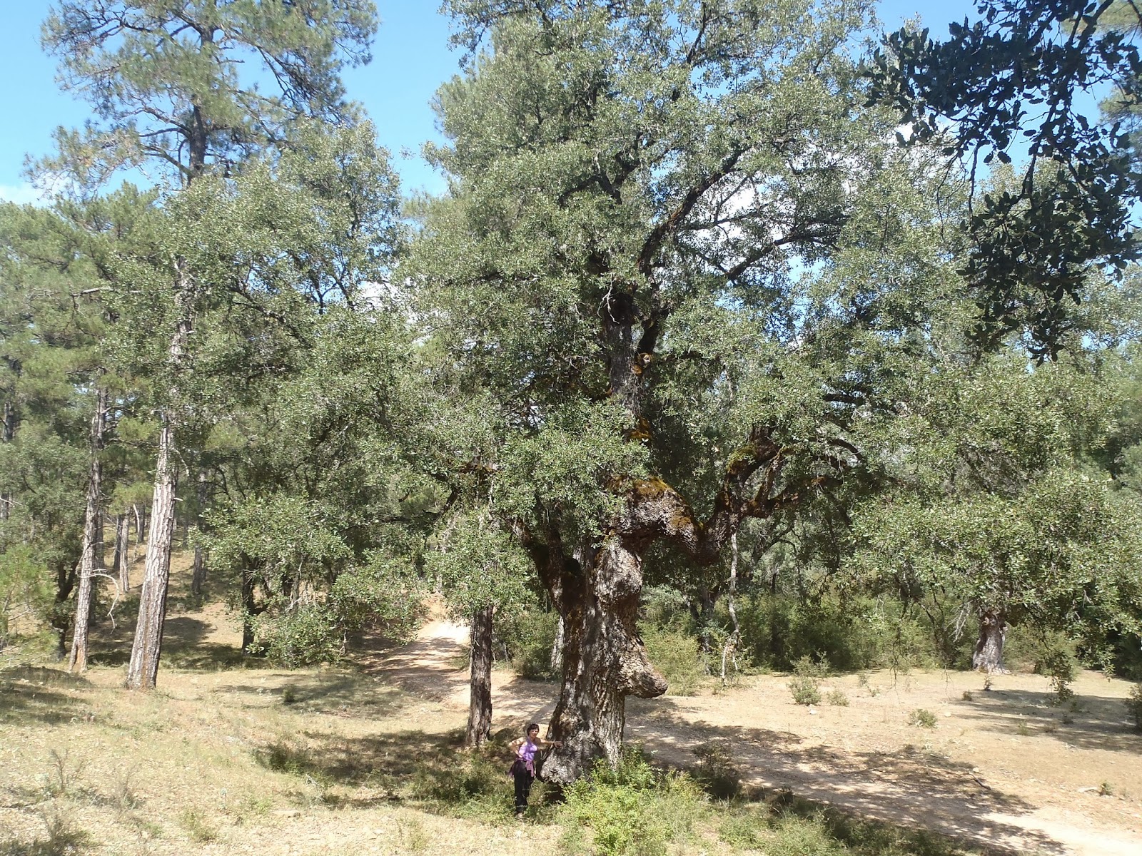 NUESTRO ROBLE, EL QUEJIGO (QUERCUS FAGINEA)