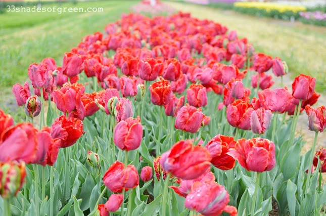 33 Shades of Green: A Walk Through the Tulips