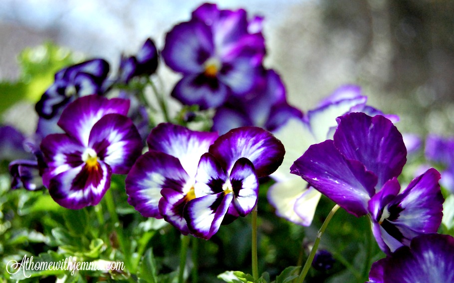 Wispy Willow Flower Farm - At Home with Jemma