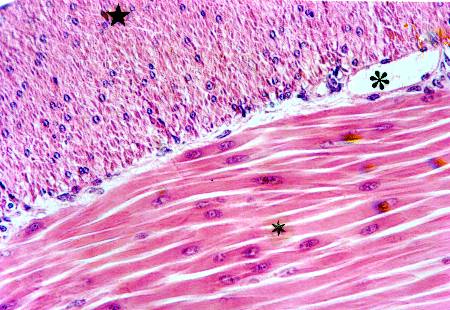 Resumão E02: Músculo Liso