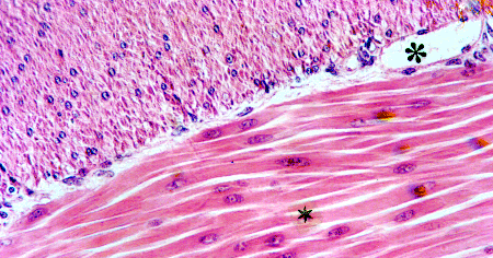 Resumão E02: Músculo Liso