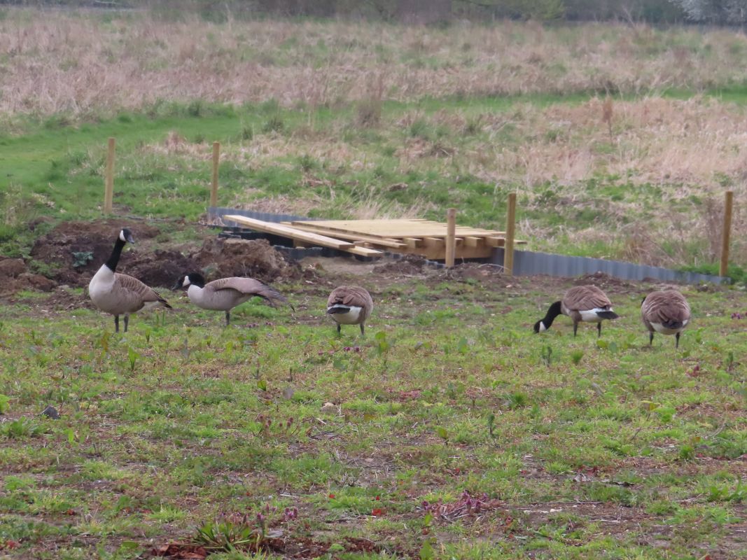 Spud's Daily Photo: Geese in the field