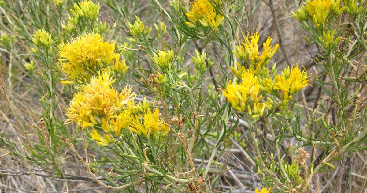 A Wandering Botanist: Plant Story--Rubber Rabbitbrush, Painting the ...