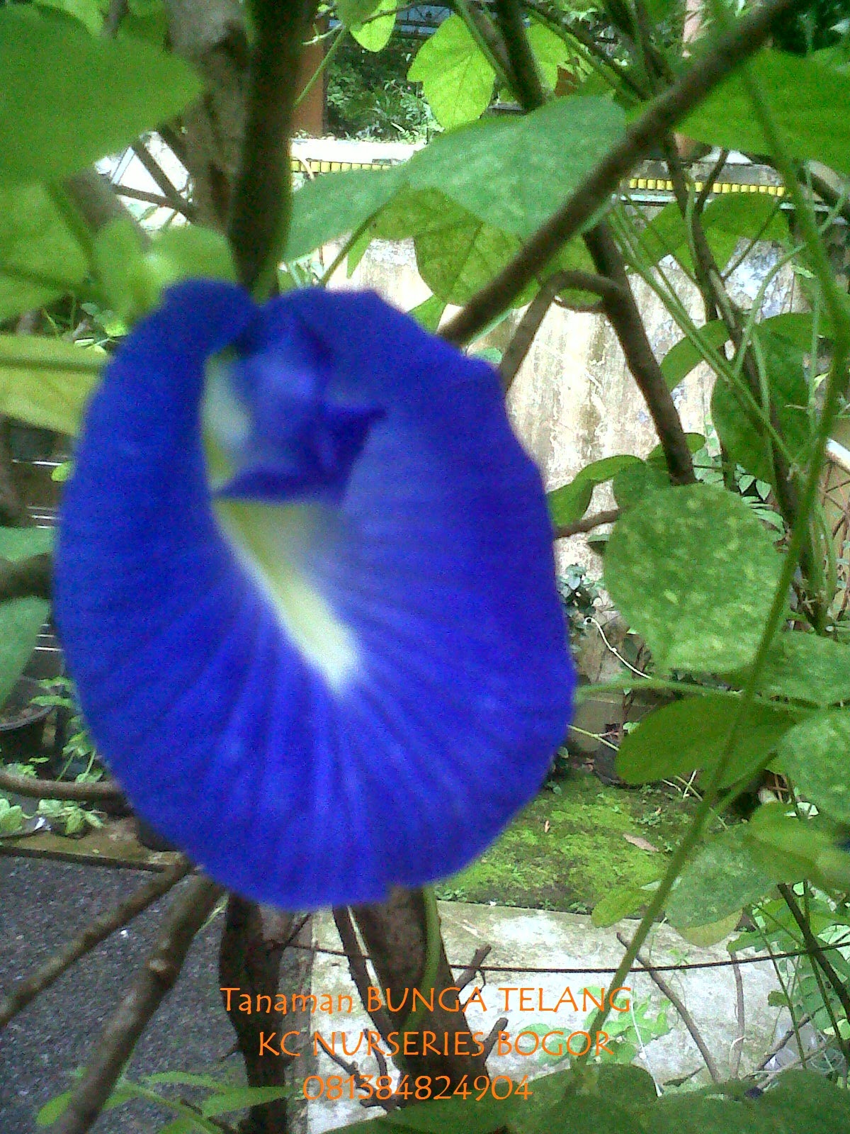 KC NURSERIES BOGOR: BUNGA BIRU (Bunga Teleng/Peneleng)