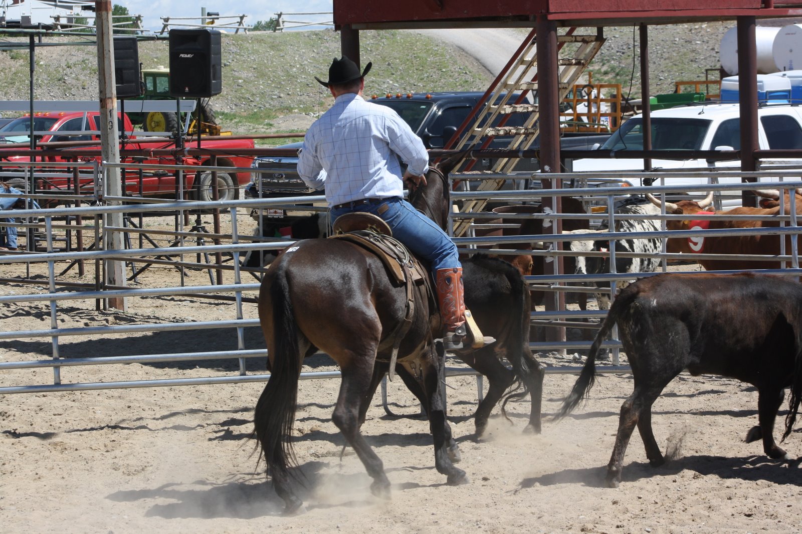 PairADice Mules: Team Sorting at Jake Clark Mule Days