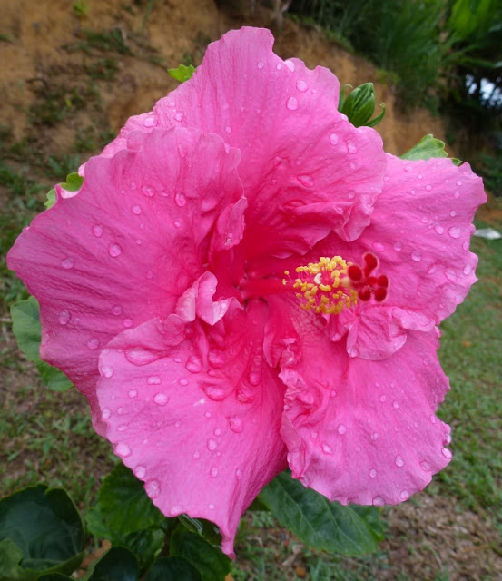 Greenfingers: Kembang Si Bunga Raya