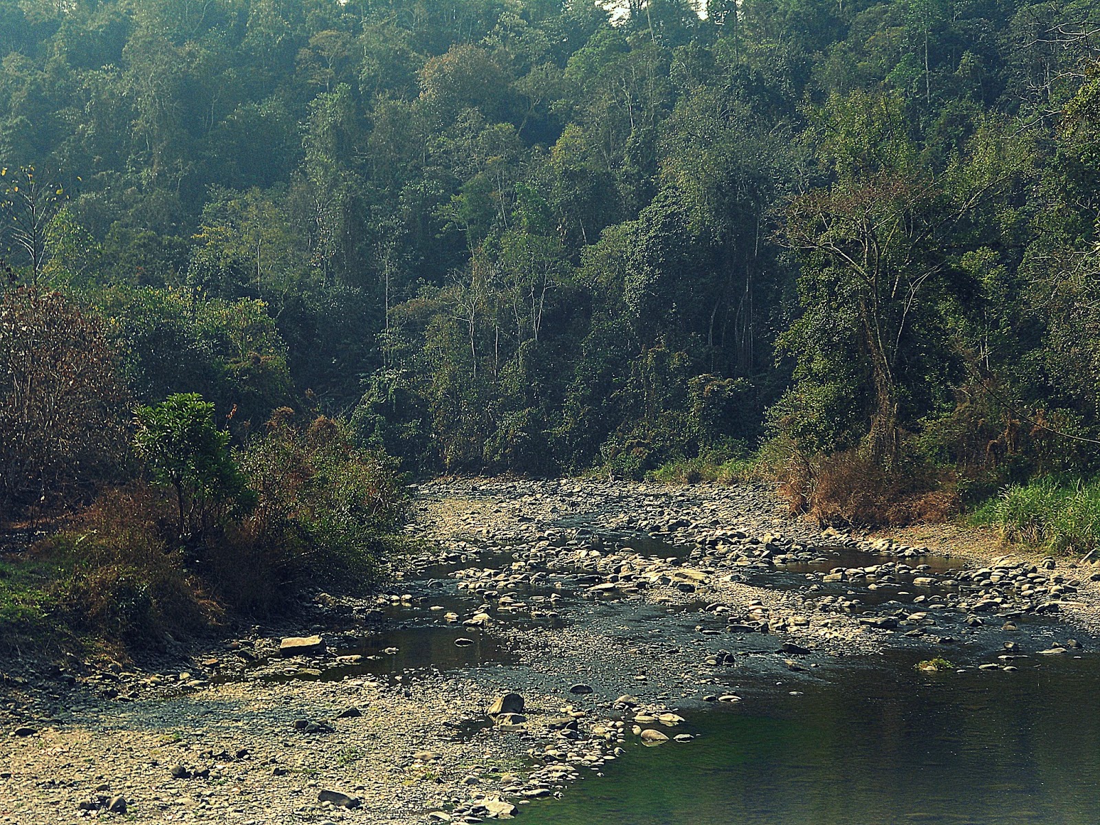Rainforest of Assam: PHOTO GALLERY