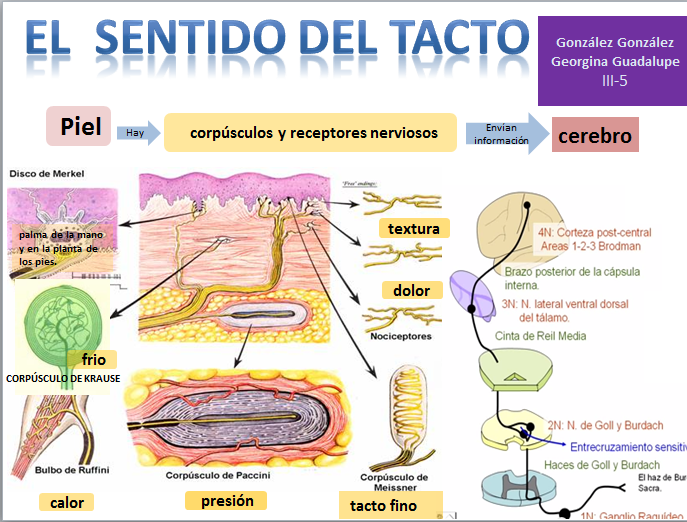 LOS SENTIDOS: EL TACTO ~ MY ENGLISH AND SCIENCE