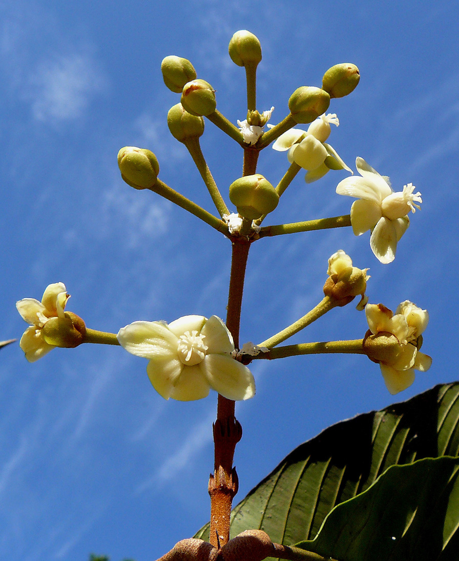 FRUTAS NATIVAS DA AMAZÔNIA: MOELA DE MUTUM (Lacunaria jenmanii (Oliv ...