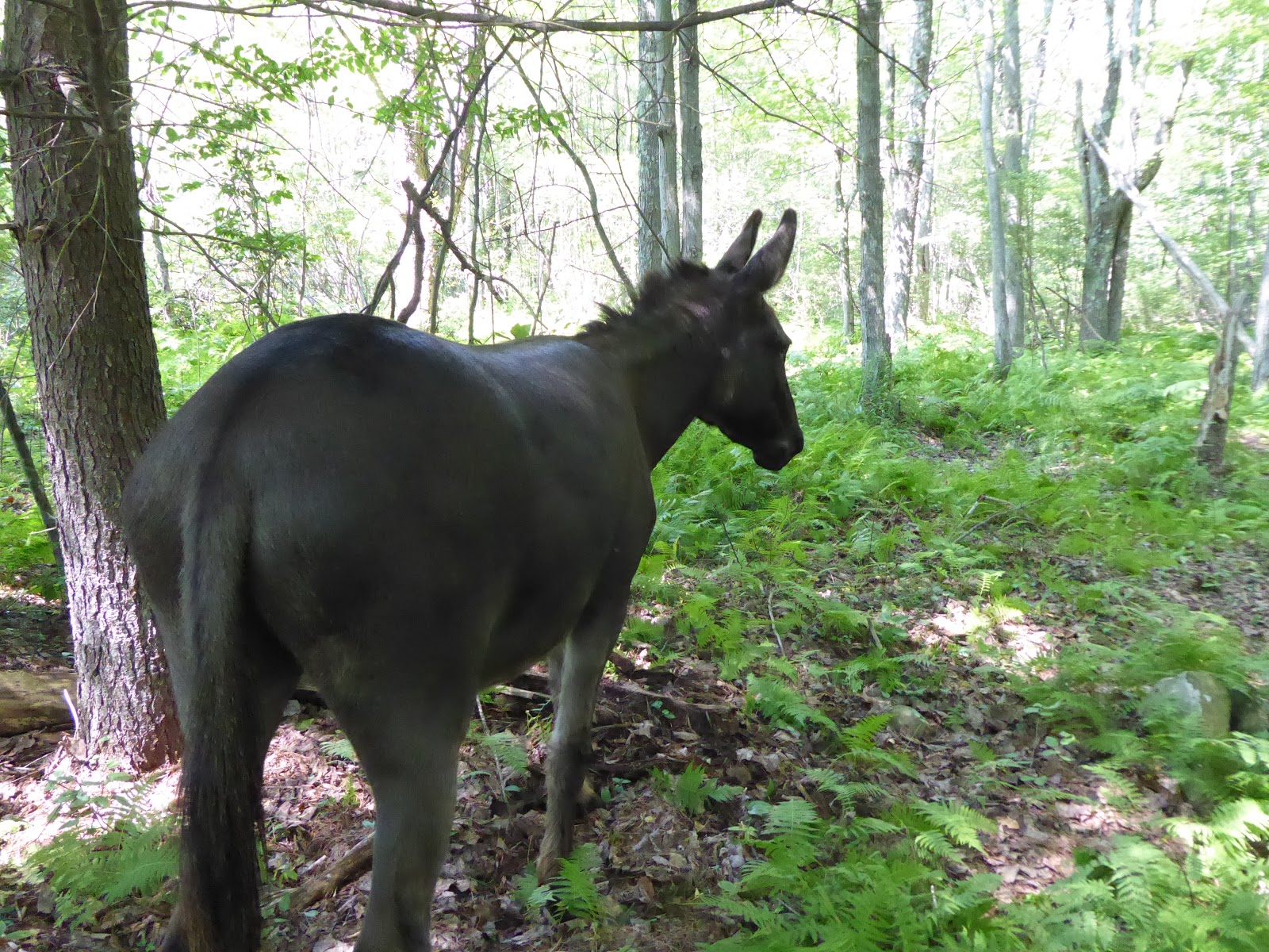 The Dancing Donkey: Donkey Disneyland