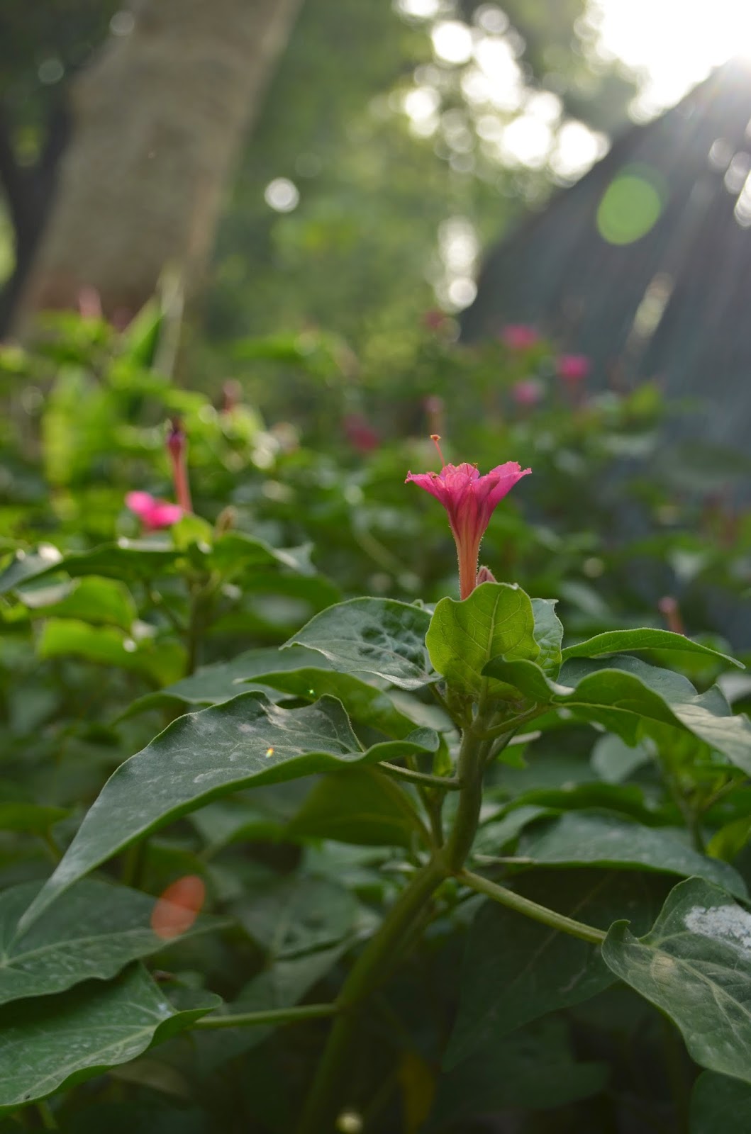 Just saying...: Gul-e-Abbas the Fragrance of Memories