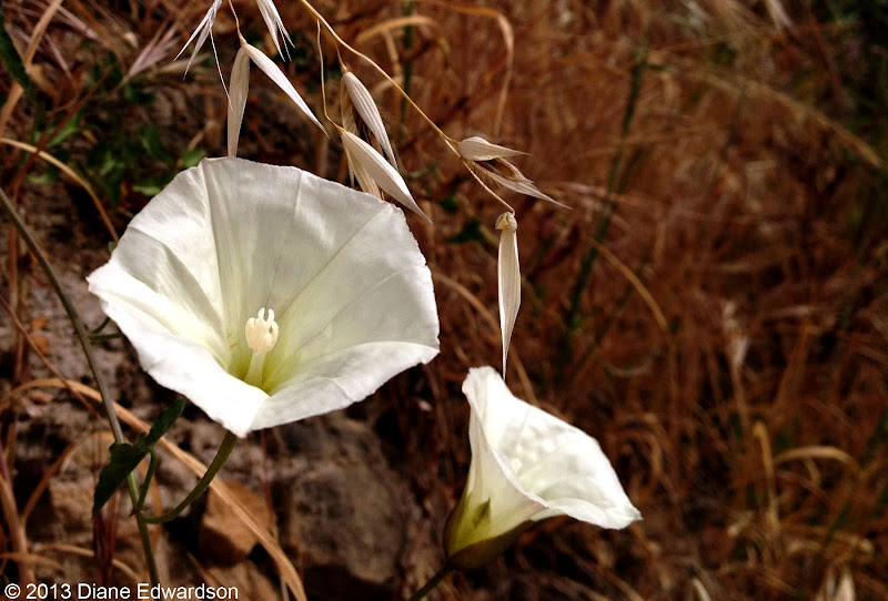 Corralitas Red Car Property: Corralitas Public Staircase: Native ...