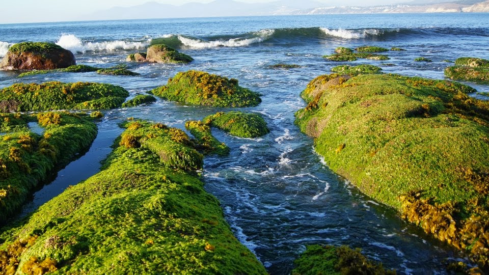 Libro de Aventuras: Caleta Horcón