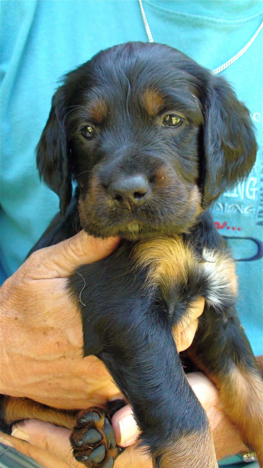 Gordon Setter Crossing: Gordon Setter Puppies - 4 Wks. & 5 Days Old