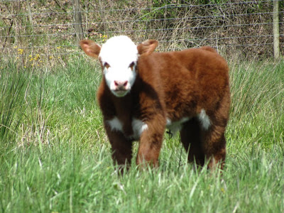 Trausch Farms: Carpe Diem Babes-Moore Show Cattle