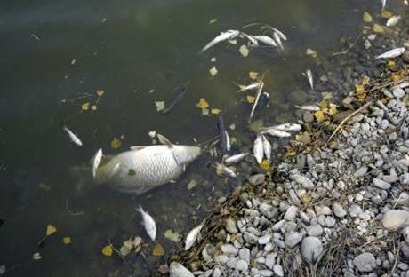 Pollutions et activités humaines.: La pollution par les PCB.