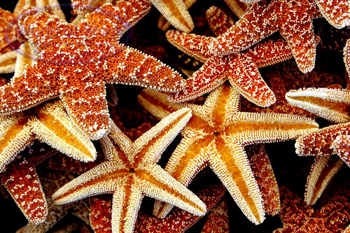 My biology: echinodermata