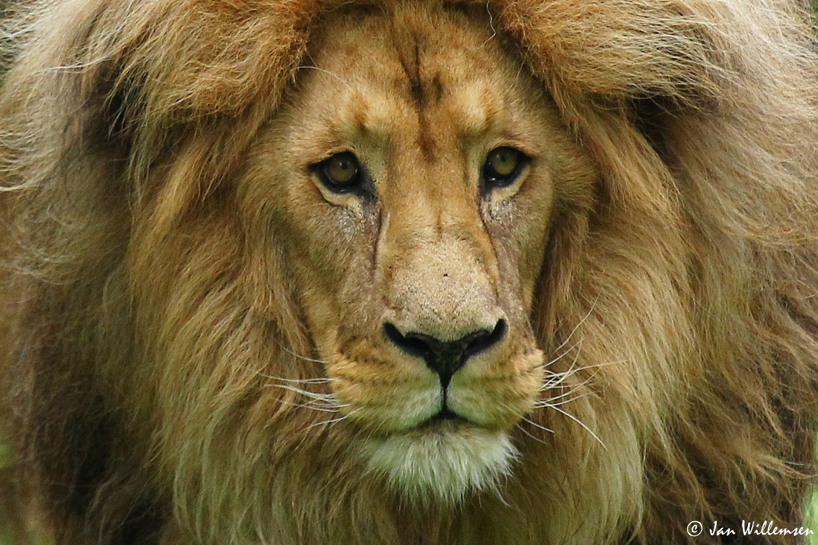 Jan Willemsen Fotografie: ZOO Leipzig (Germany)