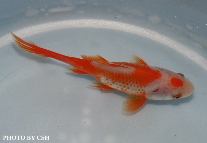 金魚&水族快訊Goldfish & Aquarium Messages: 便宜特色小金魚-丹頂鹿子玉如意(Kanoko red and ...