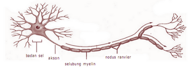 Sistem Saraf (Koordinasi) pada Manusia - Pembahasan Soal