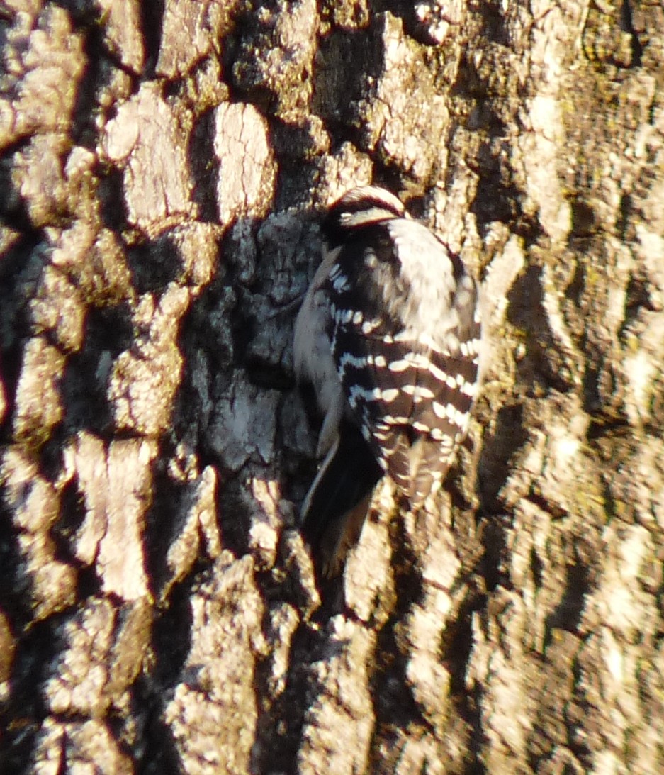 The Greenbelt: March birds