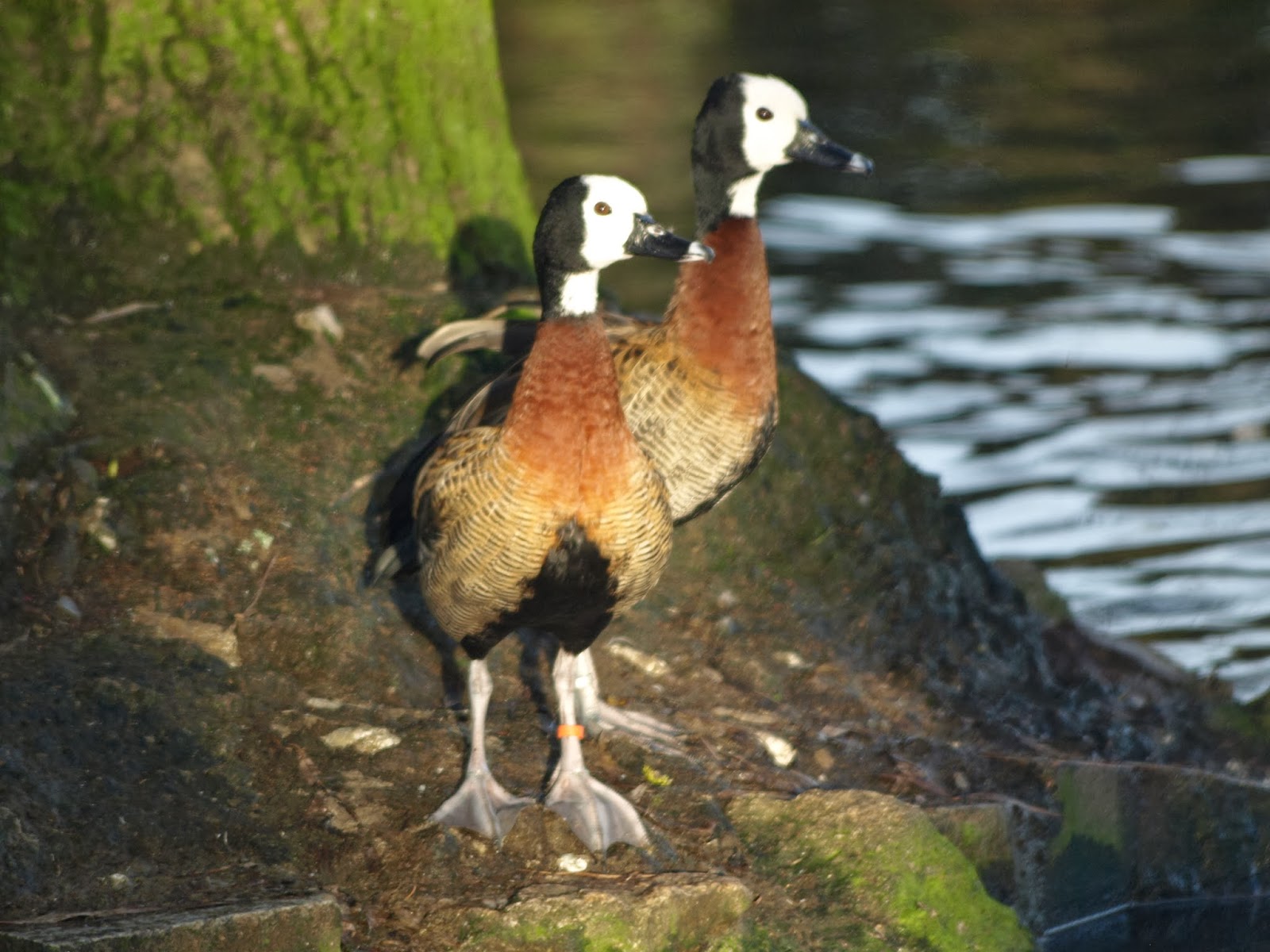 Canards d'ornement (Manche): Photos des canards