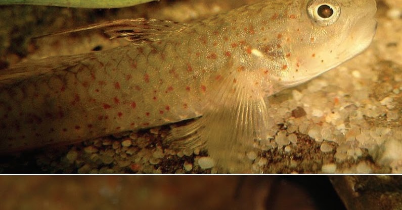 Species New to Science: [Ichthyology • 2017] Pseudogobiopsis ...