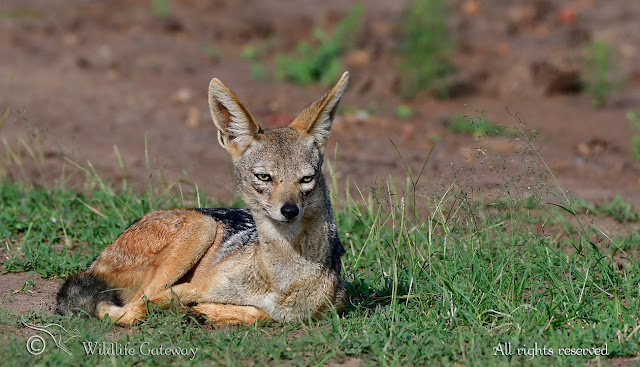 WILDLIFE GATEWAY: Chacal à chabraque, Otocyon et Protèle
