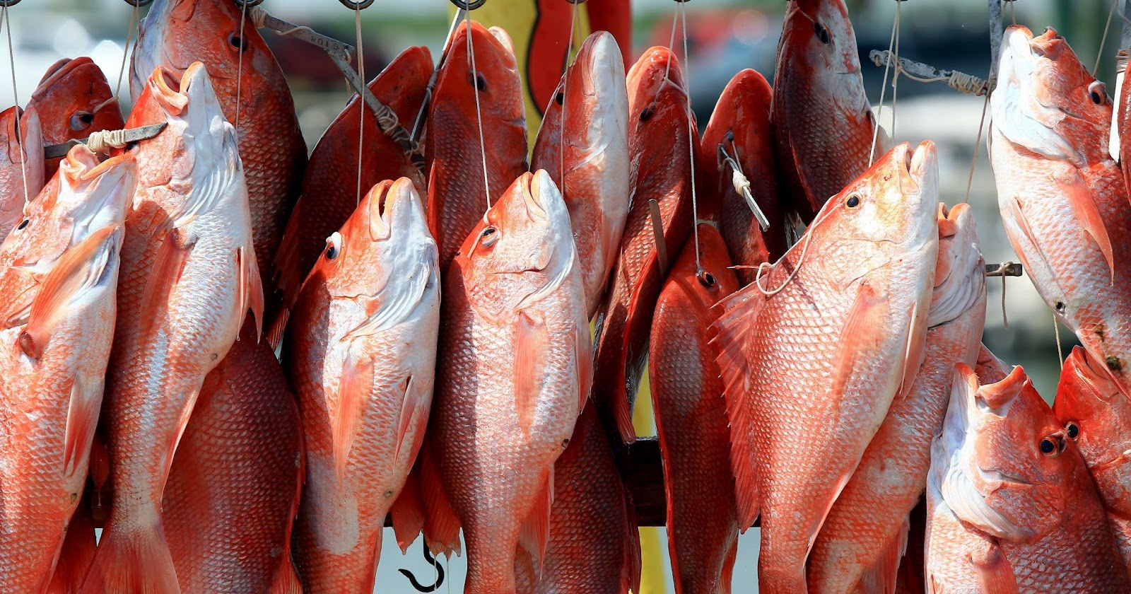 Where to Buy Red Snapper - Fresh Red Snapper, Buy Red Snapper, Red ...