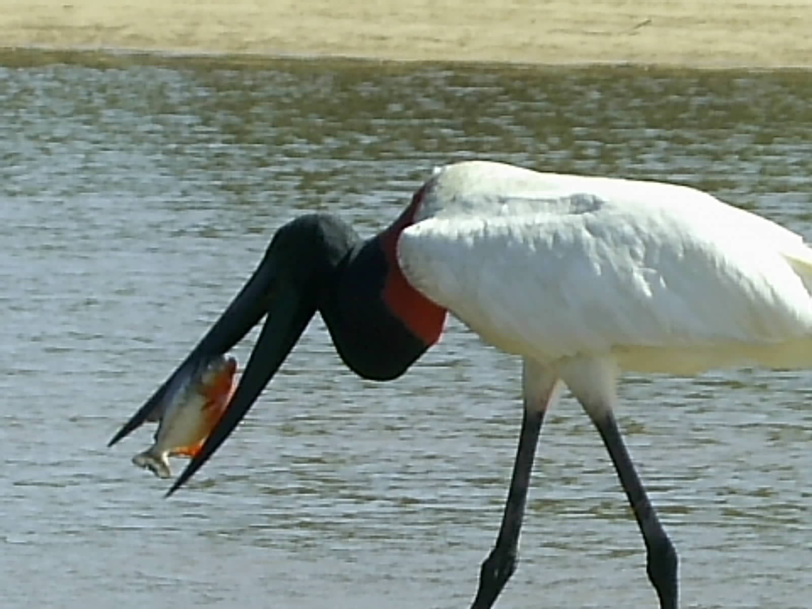 Pescaria e Ecologia: Tuiuiú Pescador