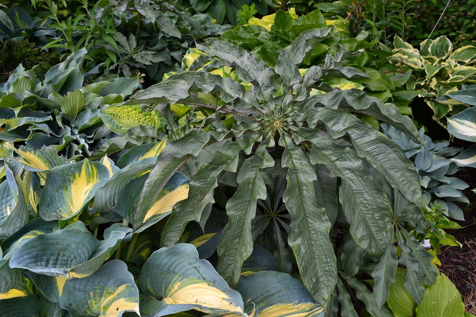 Linda Letters:: Sebright Gardens