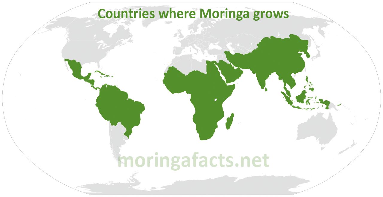 MyRokan: Interesting Things About Moringa Oleifera