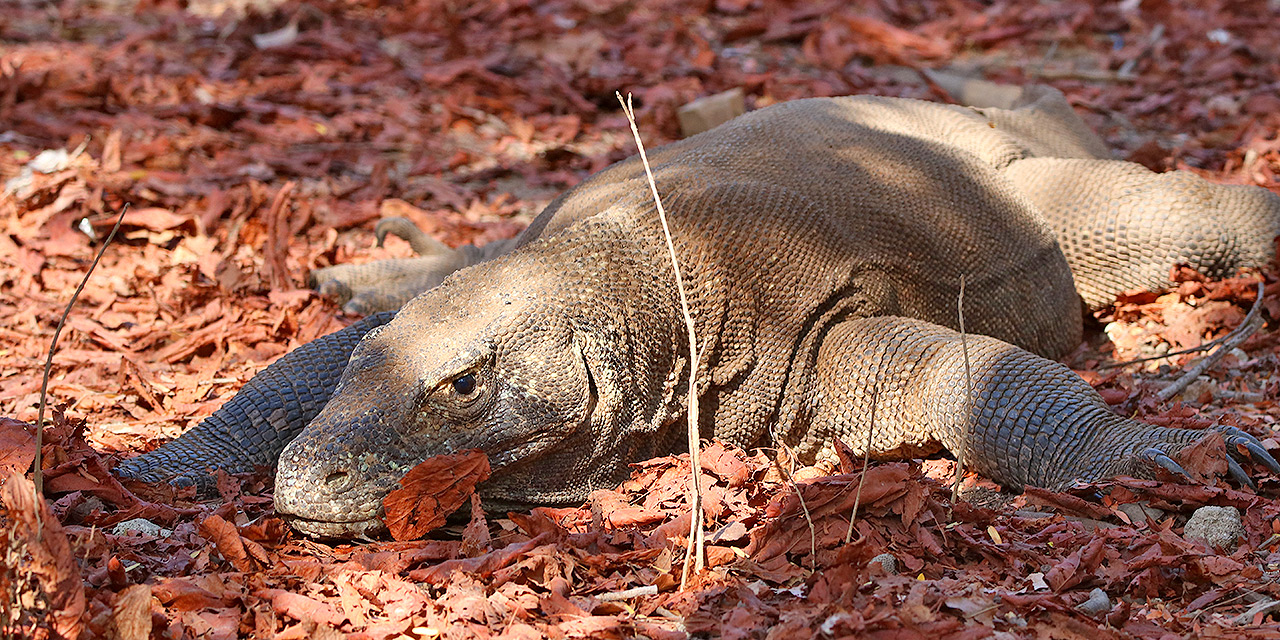Birding Indonesia Part 6: Komodo National Park | Pitta Tours