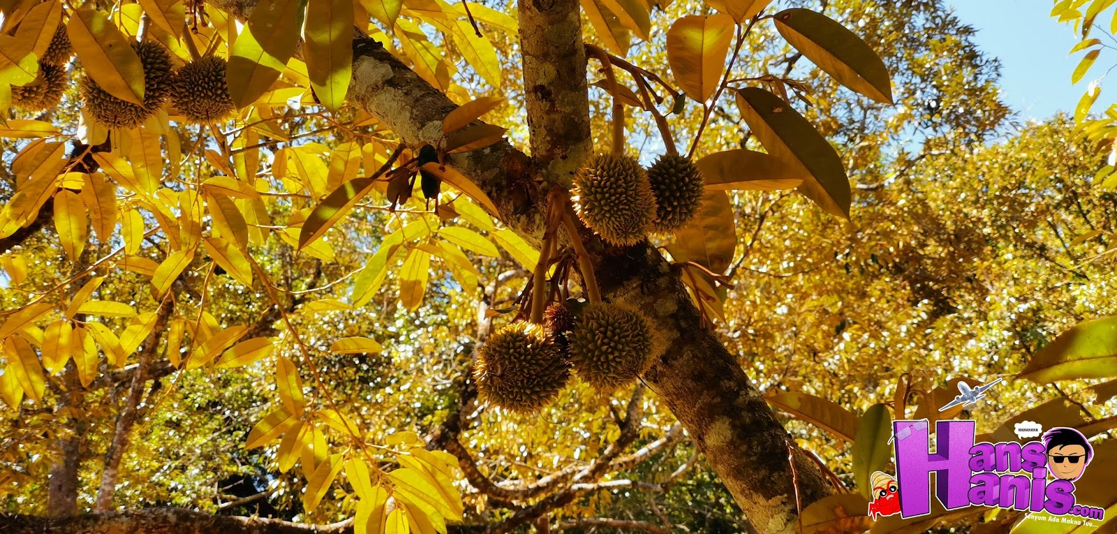 Makan Durian Segar Di Dusun Durian 8321 Balik Pulau