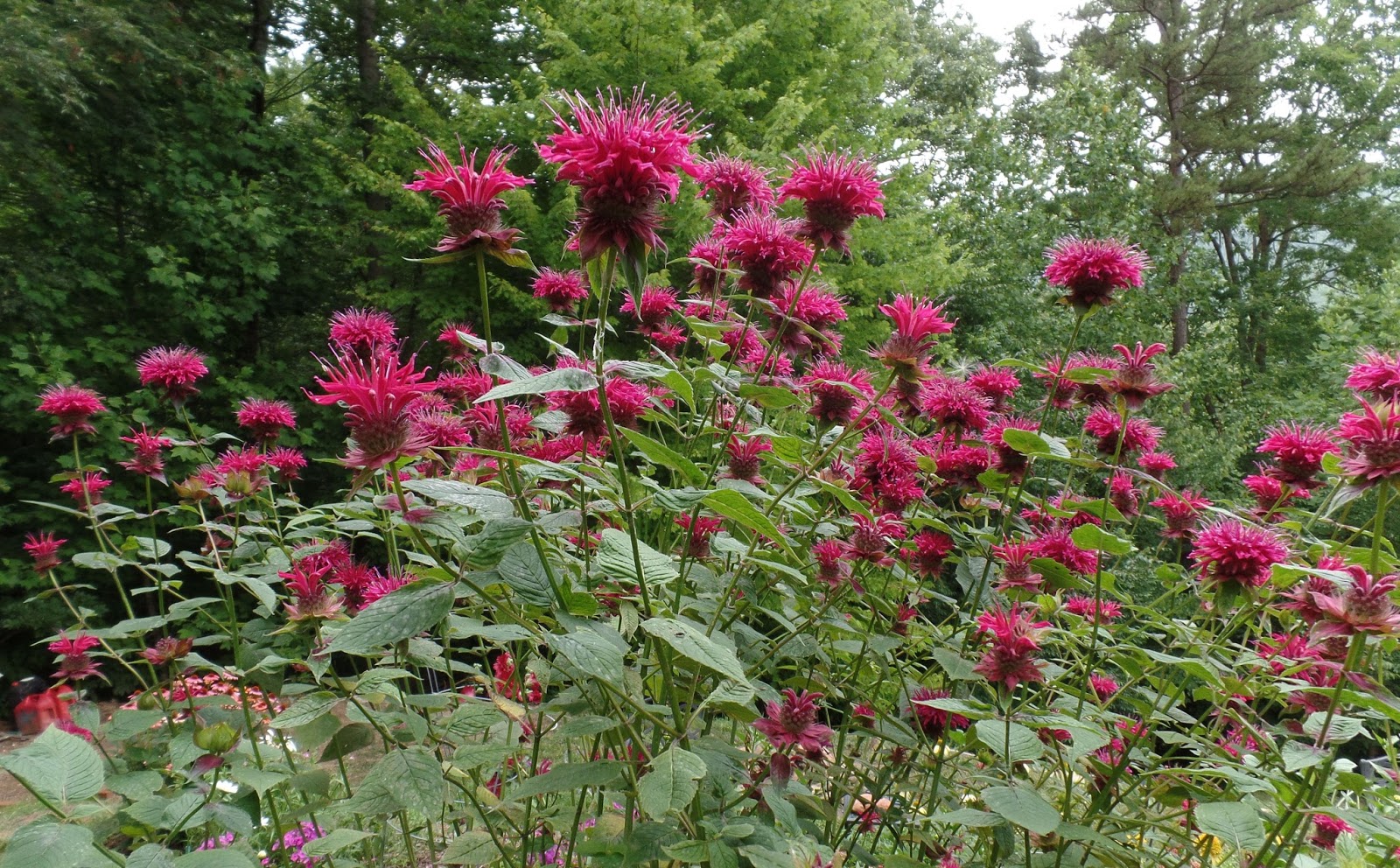 Blue Starr Gallery: Bee Balm Jungle