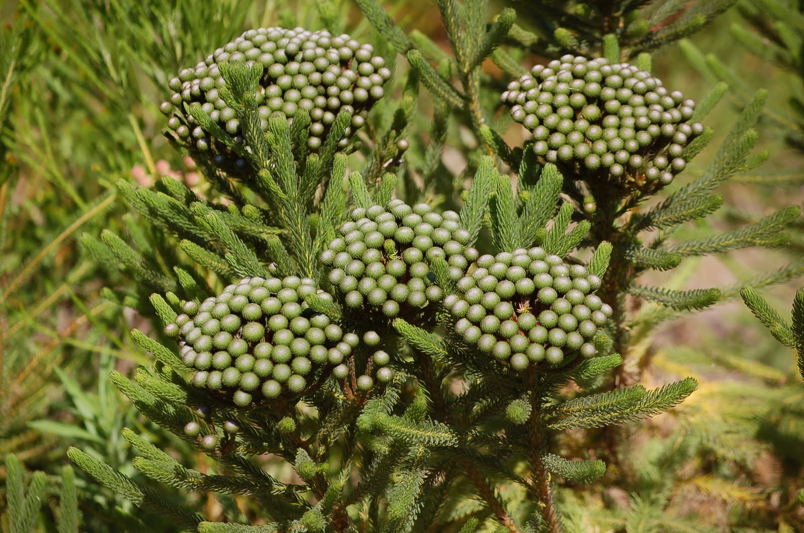 Brunia albiflora. | South african plants, Evergreen plants, Interesting ...