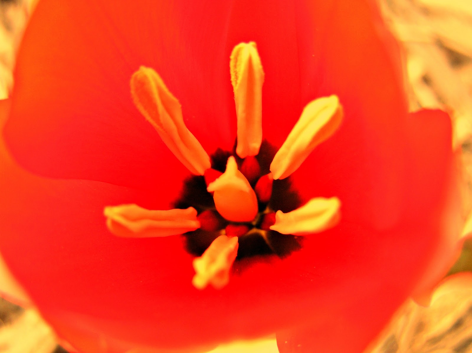 Splendid Little Stars: inside xanthic flowers