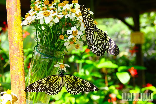 Visit BOHOL: Bilar: Butterfly Garden