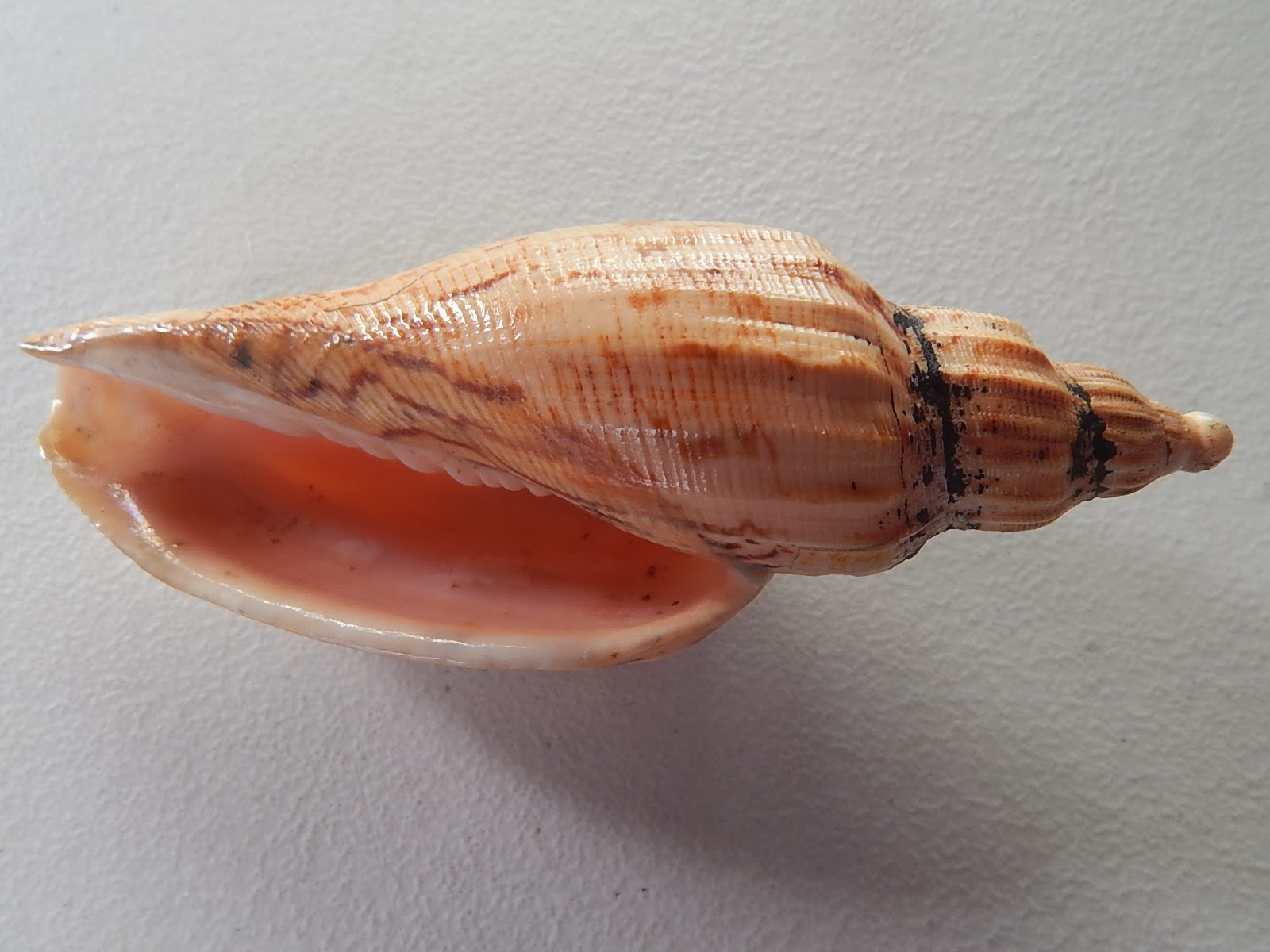 conchas y caracoles: folgoria hamillei