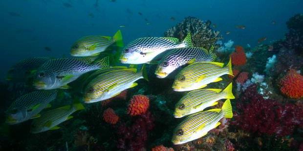 Lokasi Tujuan Wisata Indonesia: Raja Ampat, Ekspedisi Bawah Laut ...