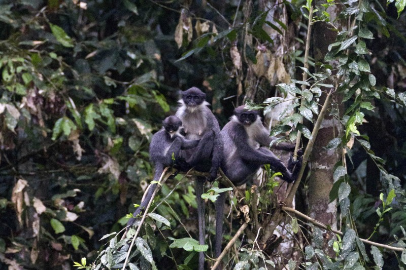 Descubren en Indonesia especie de primate que se creía extinta ~ Azul Vital