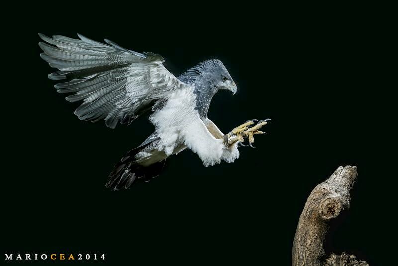 Legio Photos VII: Uno de los grandes: Mario Cea