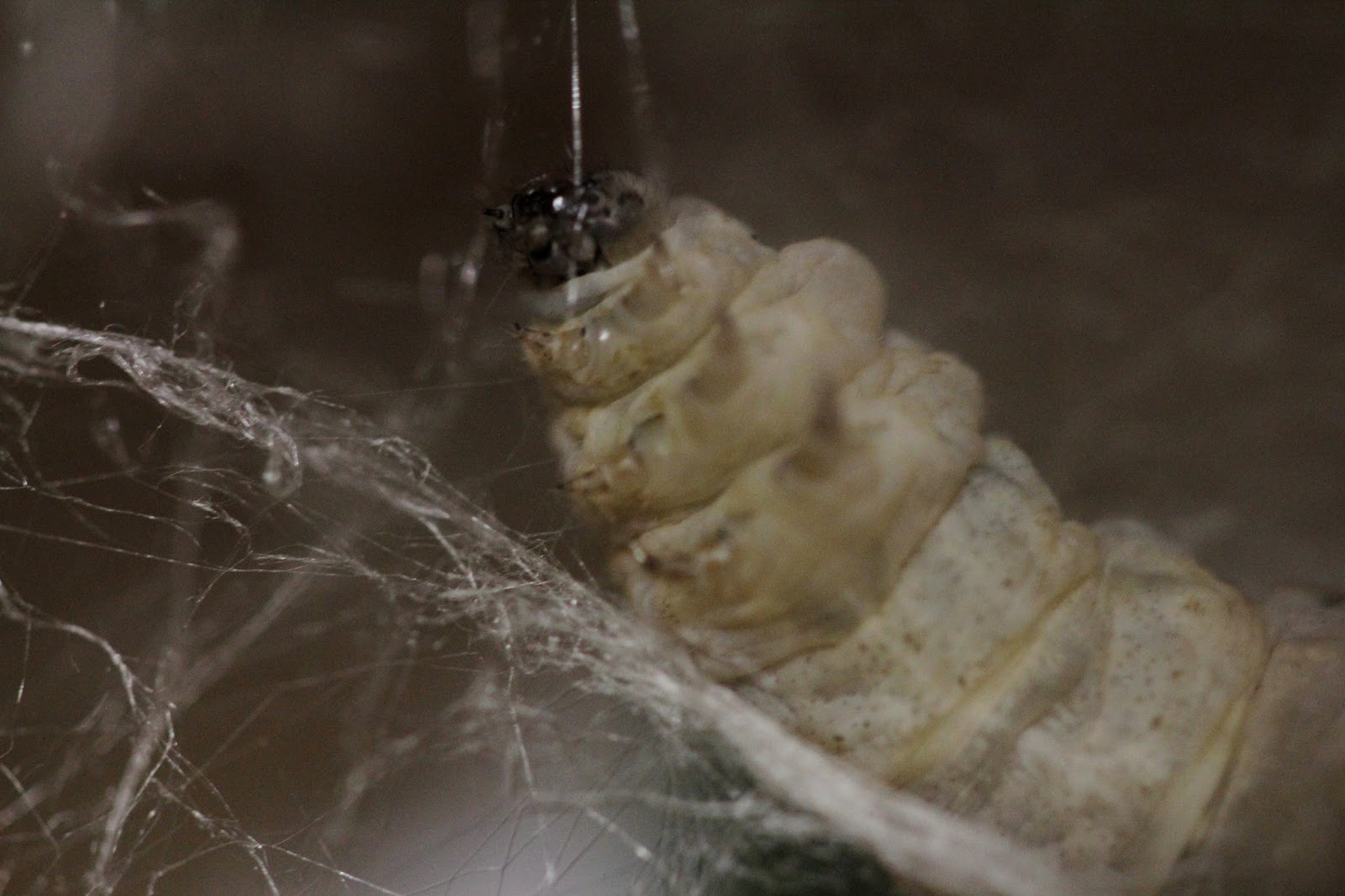 Silkworm Spinning Cocoon