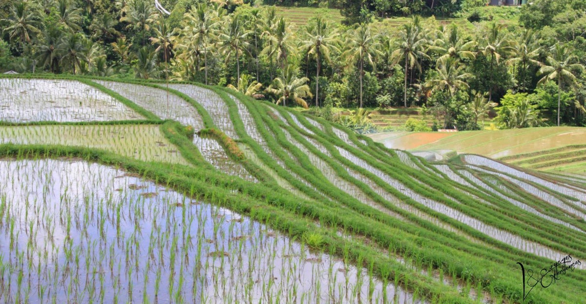Voyages et Expériences : Bali: de Pemuteran à Sanur VIA PUPUAN, Sublime!