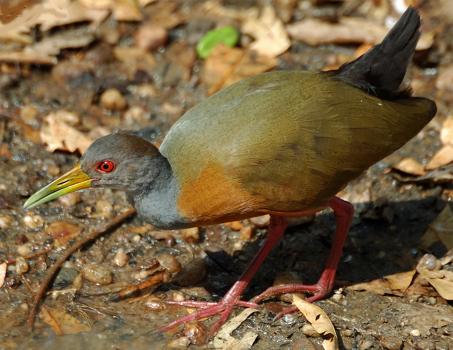 Bellas Aves de El Salvador: Aramides axillaris (tamborcito, rascón ...