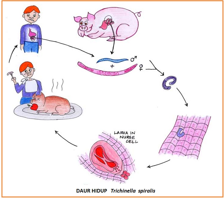 BIOLOGI GONZAGA: NEMATHELMINTHES-CACING GILIG