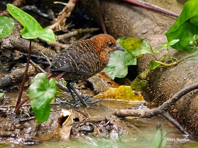 Tierra de polluelas, rascones, grullas: Polluela pulcra (Sarothrura ...
